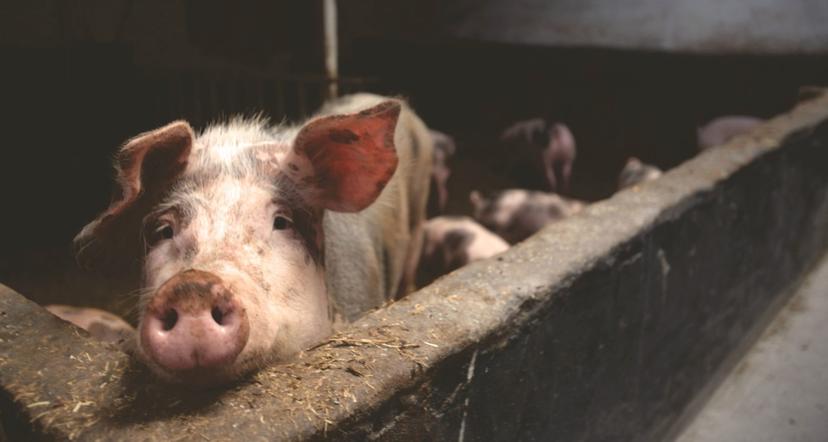 Meghalaya govt steps up measures to contain African Swine Fever